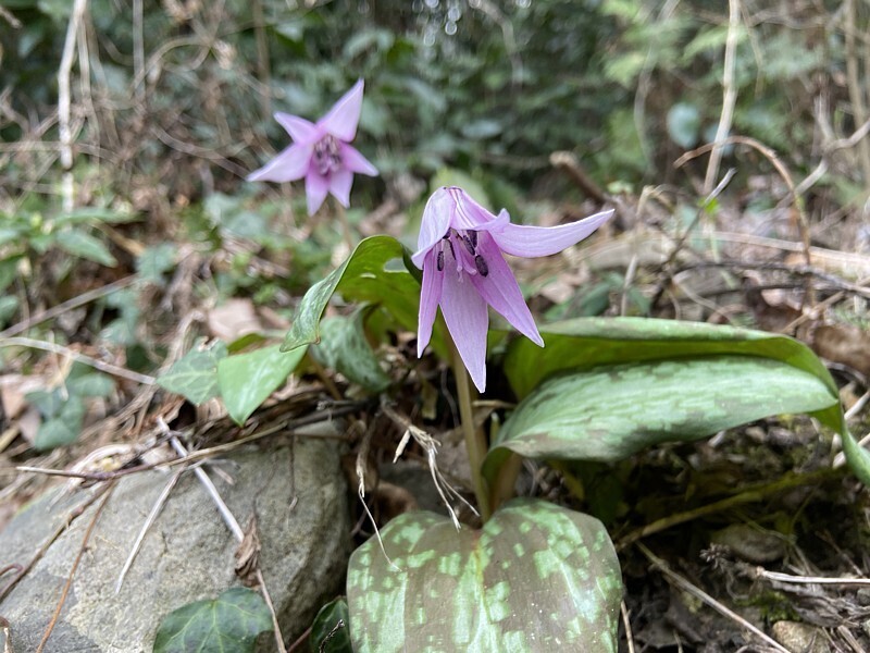 網代や小峰公園でカタクリが開花し始め: 五日市最新情報