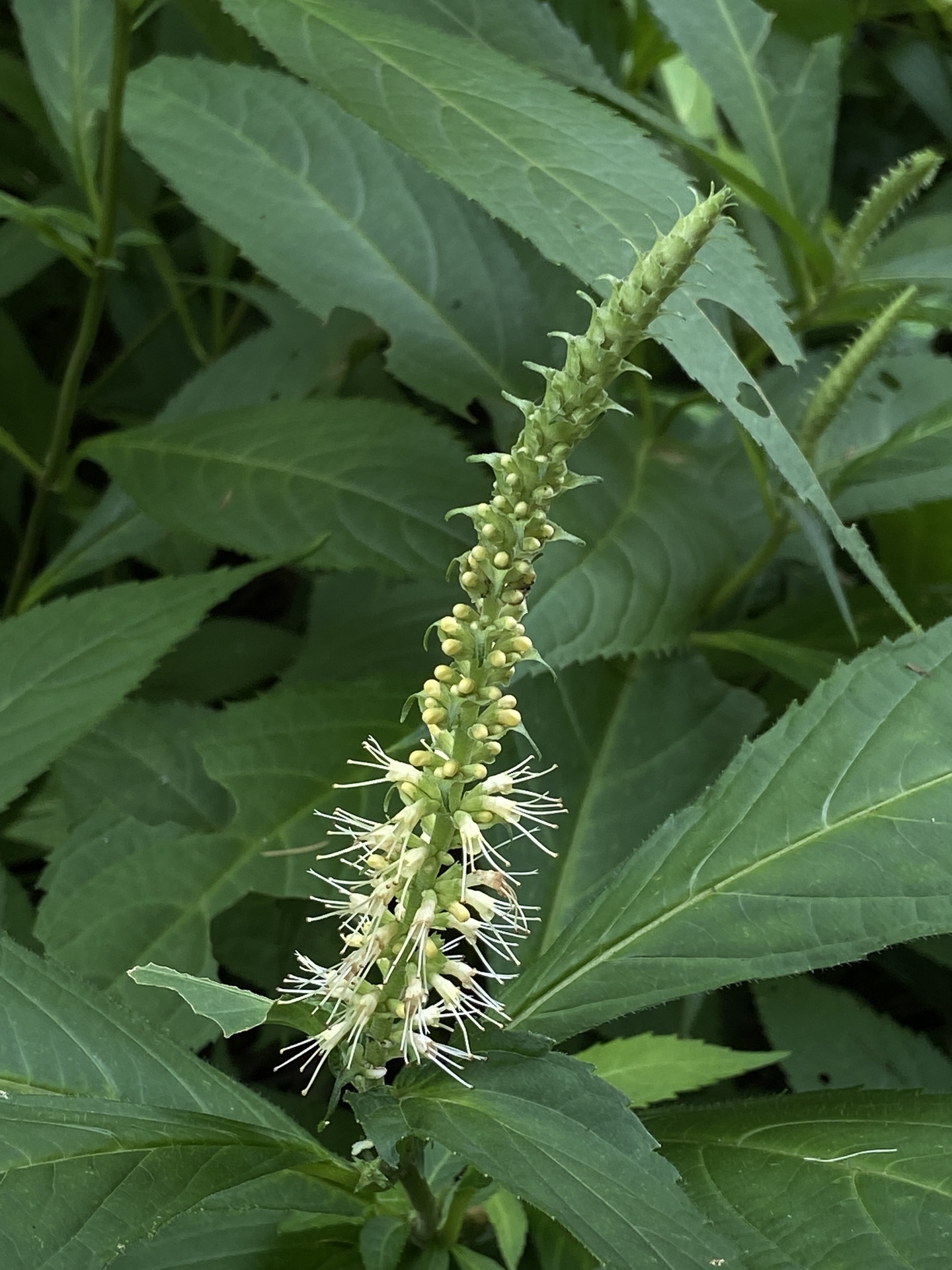 山猫亭の夏休みは涼しい高原で: 五日市最新情報