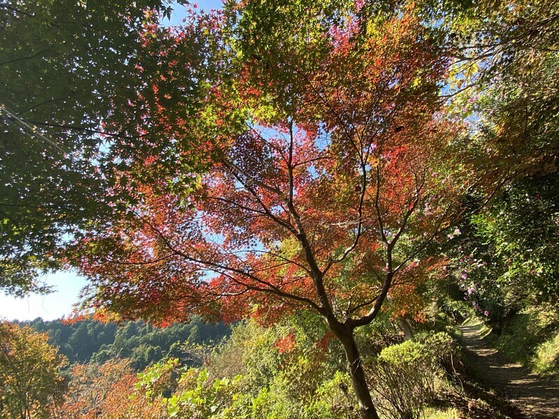 金毘羅山でもカエデの紅葉が少し: 五日市最新情報