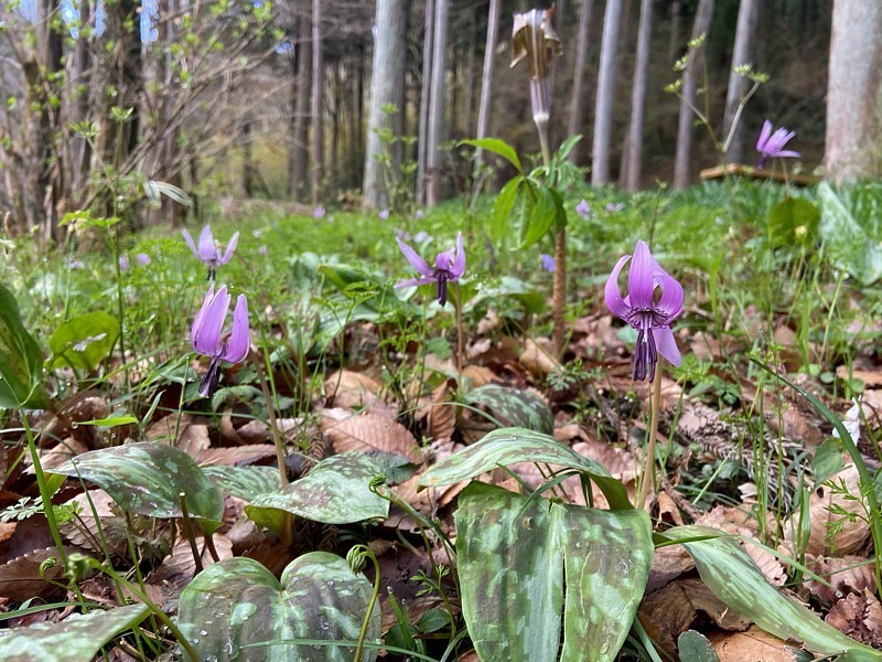 小峰公園でも開花の進む桜: 五日市最新情報